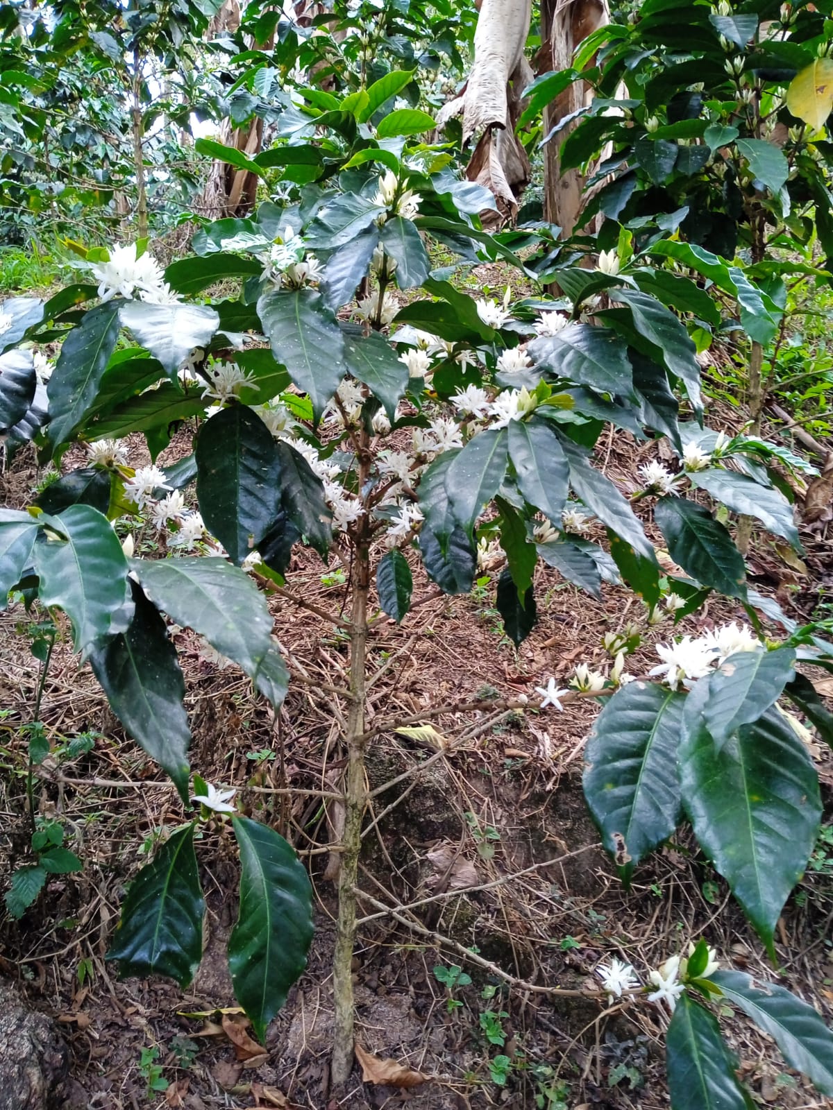 Los cafetales productivos se visten de blanco - Federación Nacional de ...