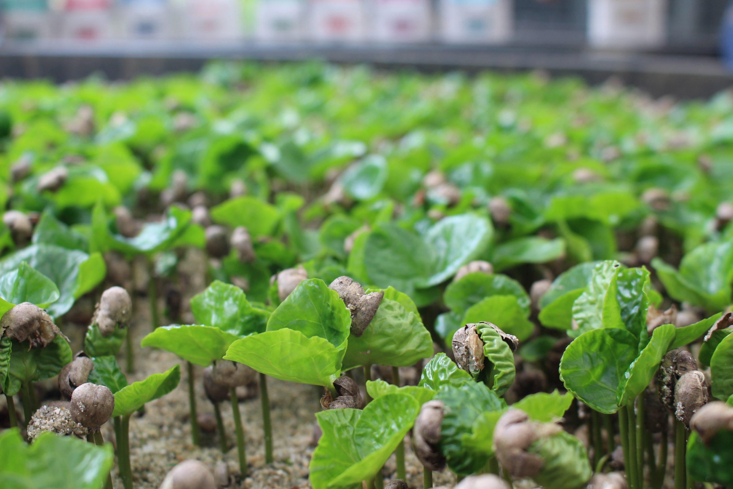 Avanza el ICR para renovación de cafetales en Santander - Federación ...